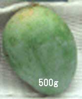 沖縄キーツマンゴー｜まぼろしの果実．COM｜マンゴーの産直販売